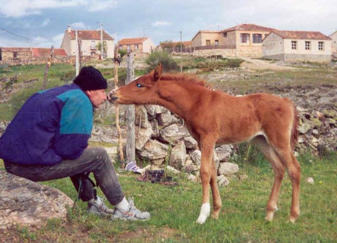 Imprinting - artificial technique or natural process? - Outback Spain