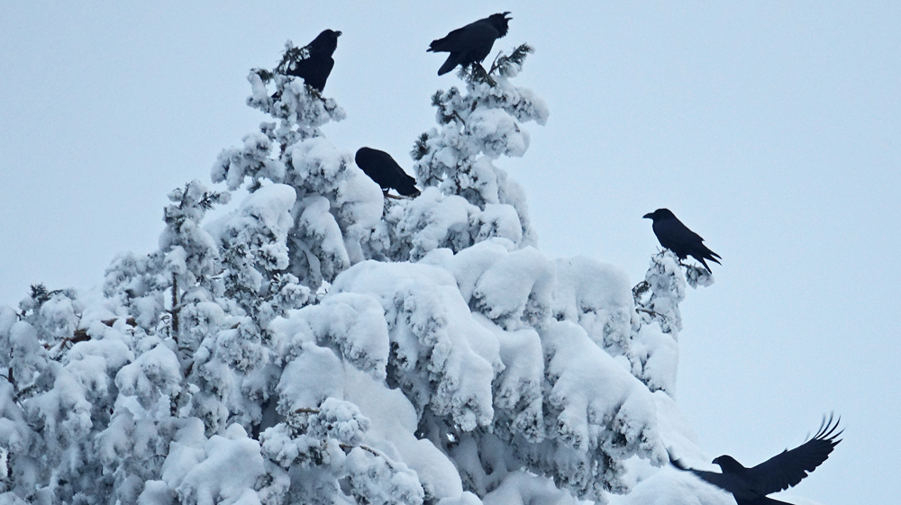Raven roost - Dortoir Grands Corbeaux - Dormidero Cuervos - Outback Spain