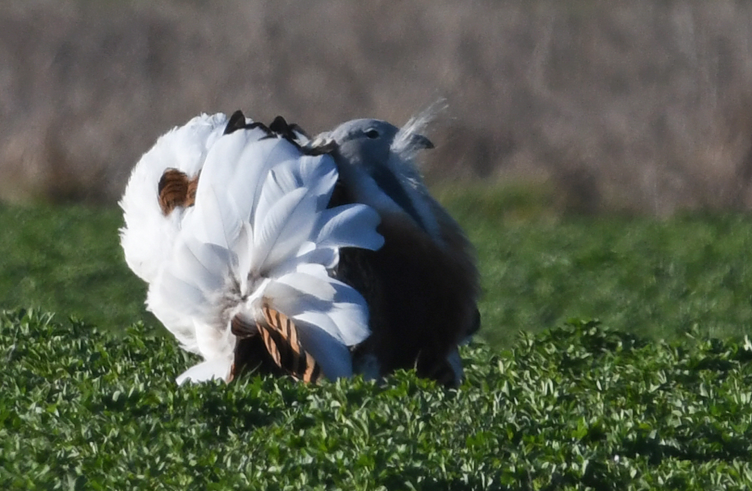 Courtship display of the Great Bustard - Outback Spain