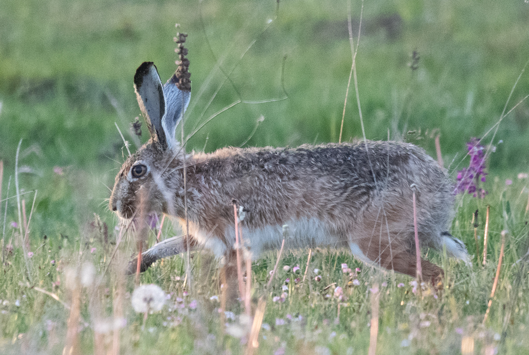 Iberian Hare - Liebre ibérico - Lièvre ibérique - Lepus granatensis ...