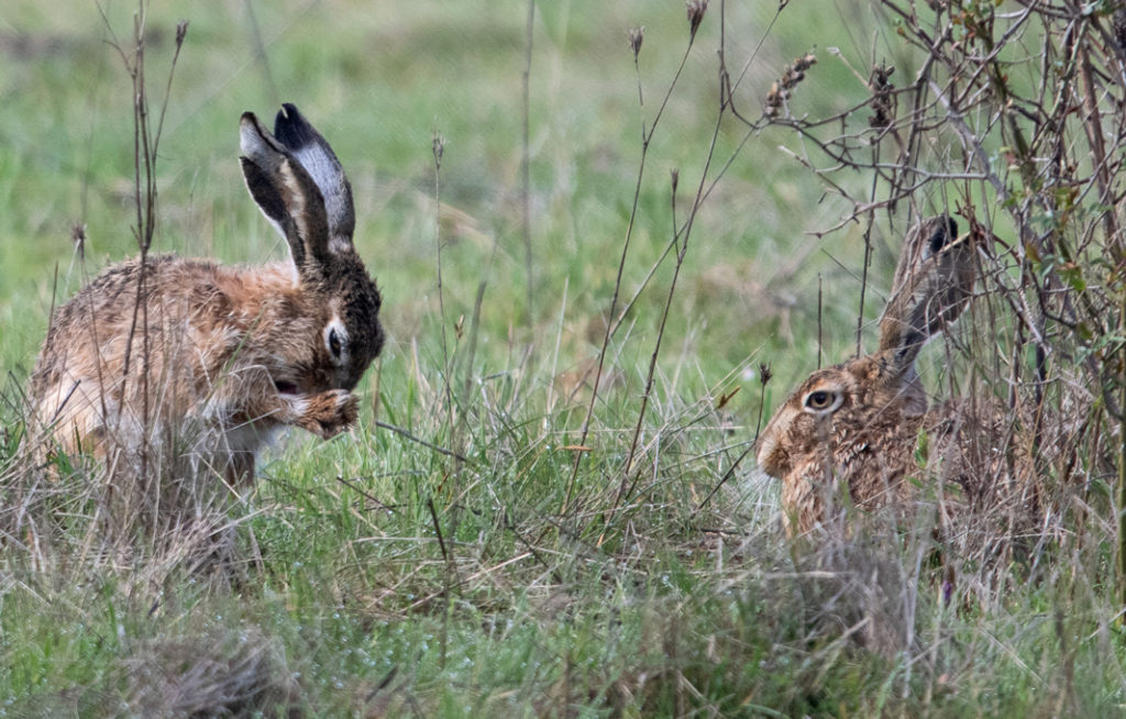 Iberian Hare - Liebre ibérico - Lièvre ibérique - Lepus granatensis ...